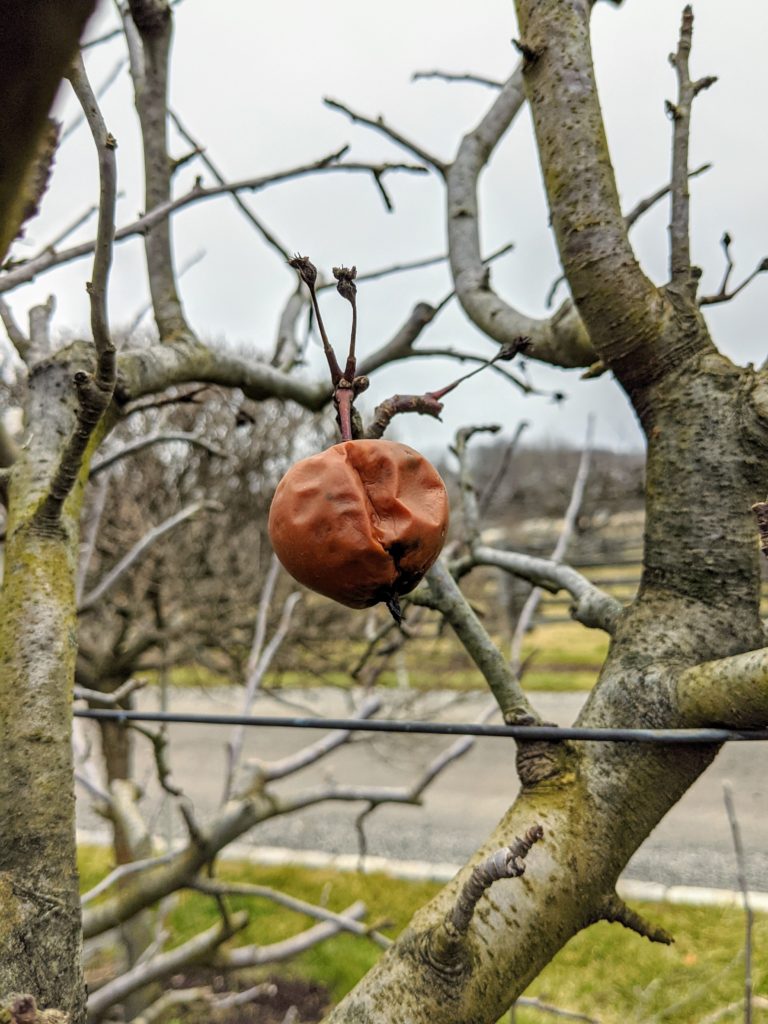 Pruning Apple Trees - The Martha Stewart Blog