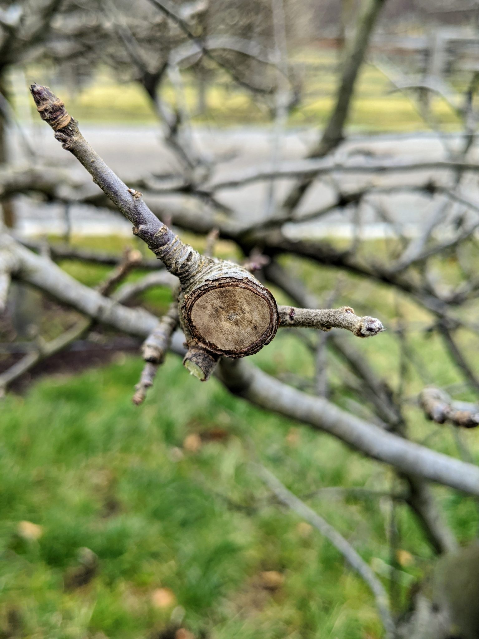 Pruning Apple Trees - The Martha Stewart Blog