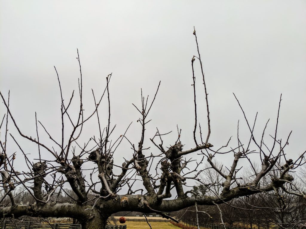 Pruning Apple Trees - The Martha Stewart Blog
