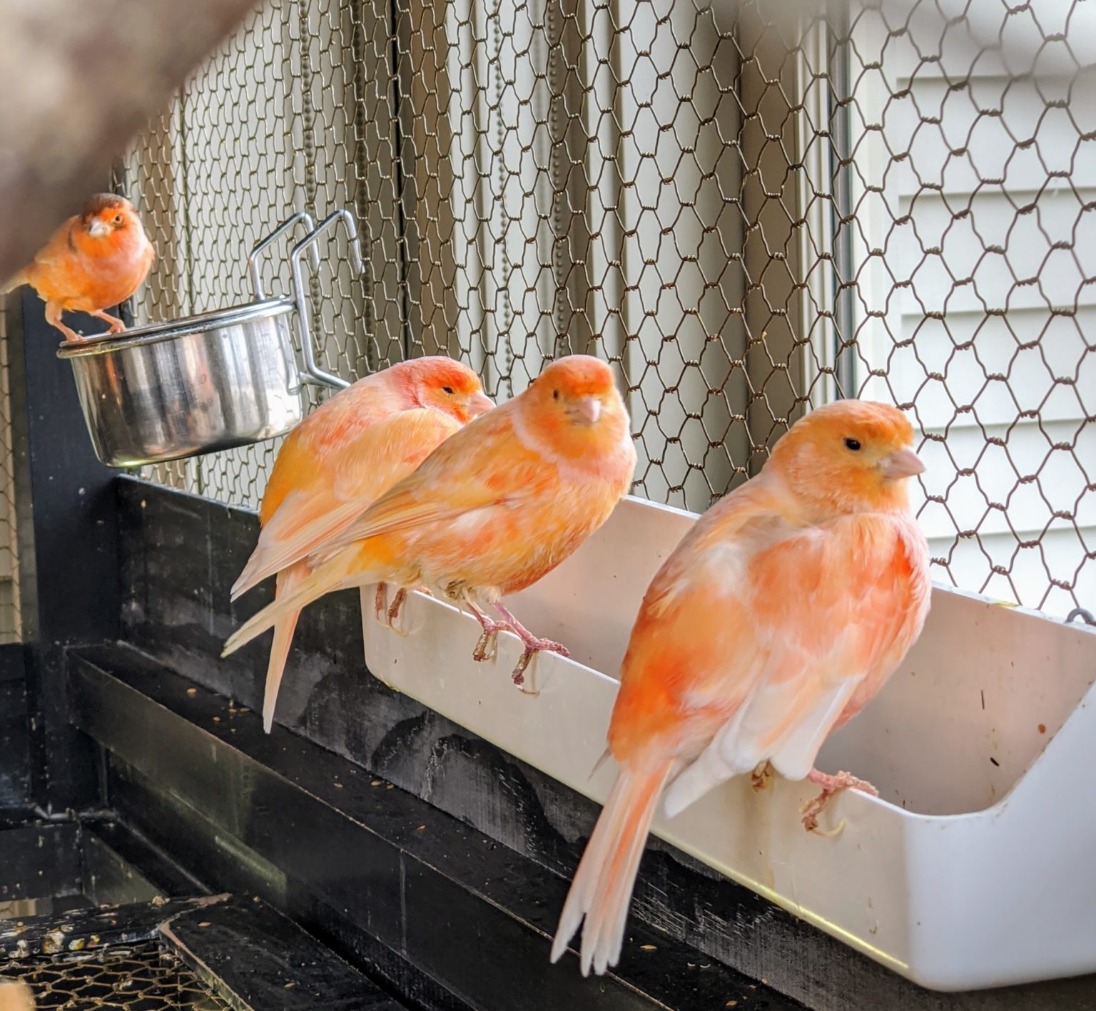 My Growing Flock of Red Factor Canaries - The Martha Stewart Blog