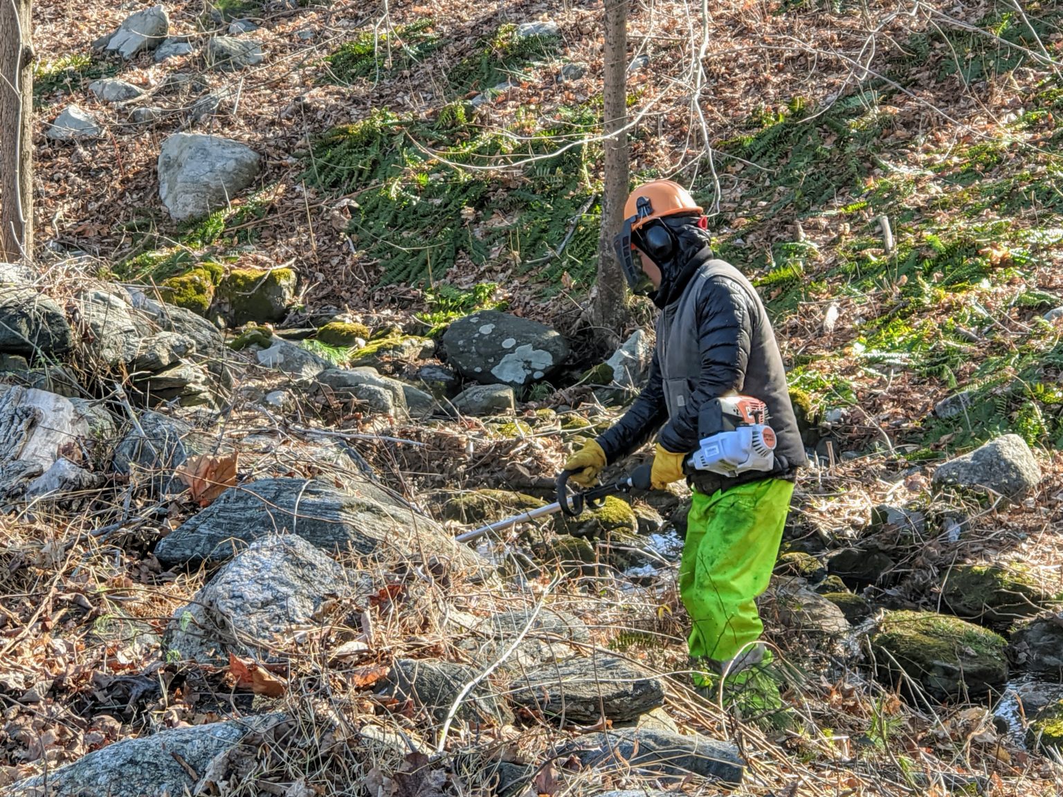 Woodland Maintenance at My Farm - The Martha Stewart Blog