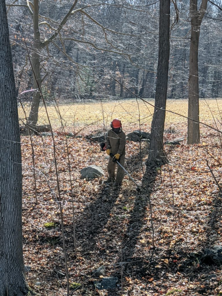 Woodland Maintenance at My Farm - The Martha Stewart Blog