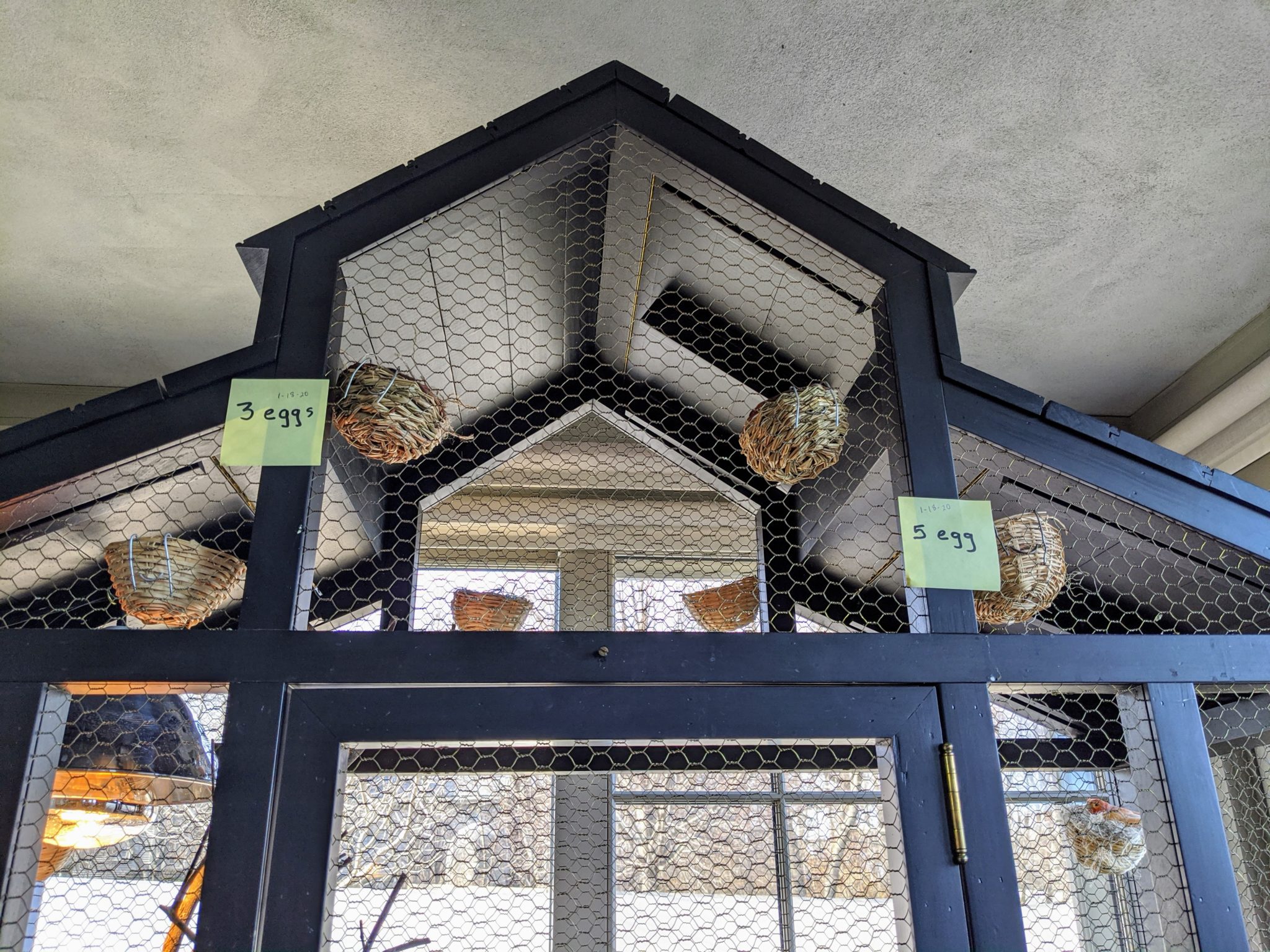 My Growing Flock of Red Factor Canaries - The Martha Stewart Blog