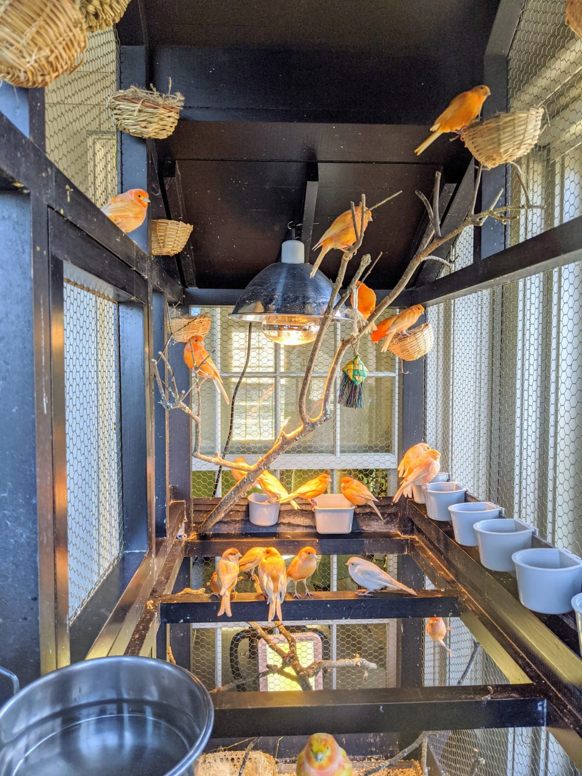 My Growing Flock of Red Factor Canaries - The Martha Stewart Blog