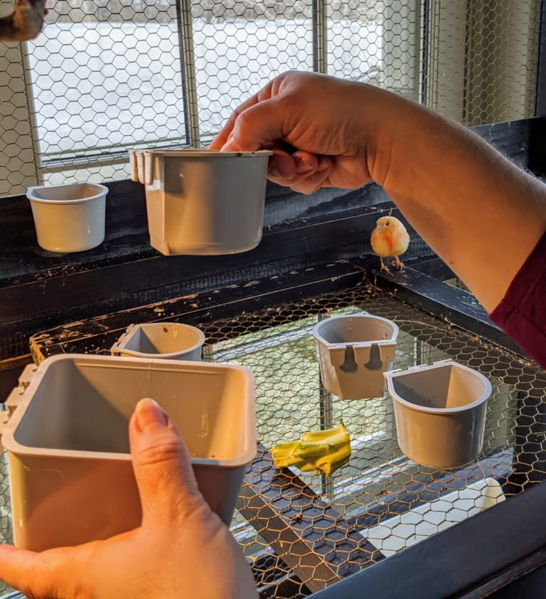 My Growing Flock of Red Factor Canaries - The Martha Stewart Blog