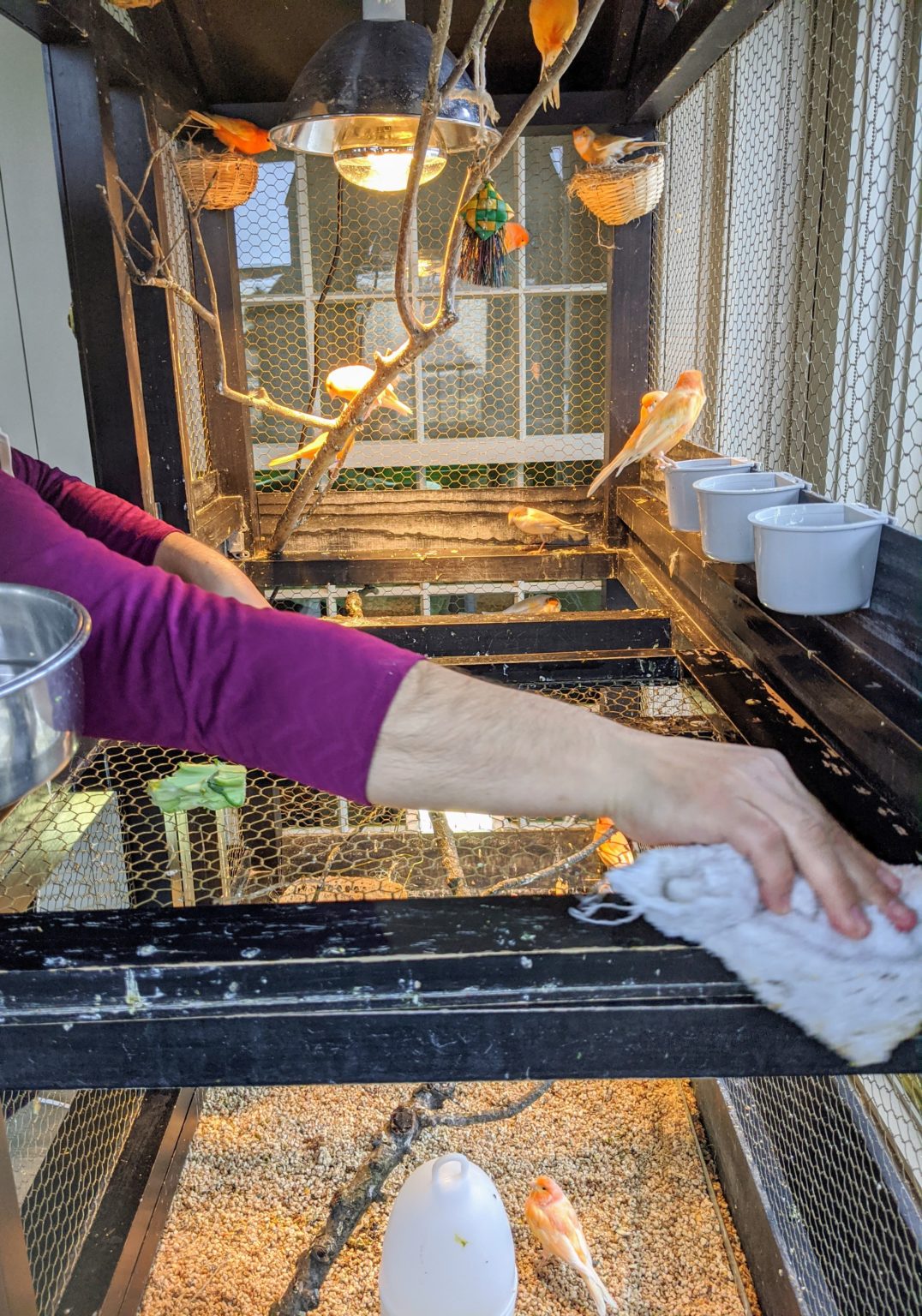 My Growing Flock of Red Factor Canaries - The Martha Stewart Blog