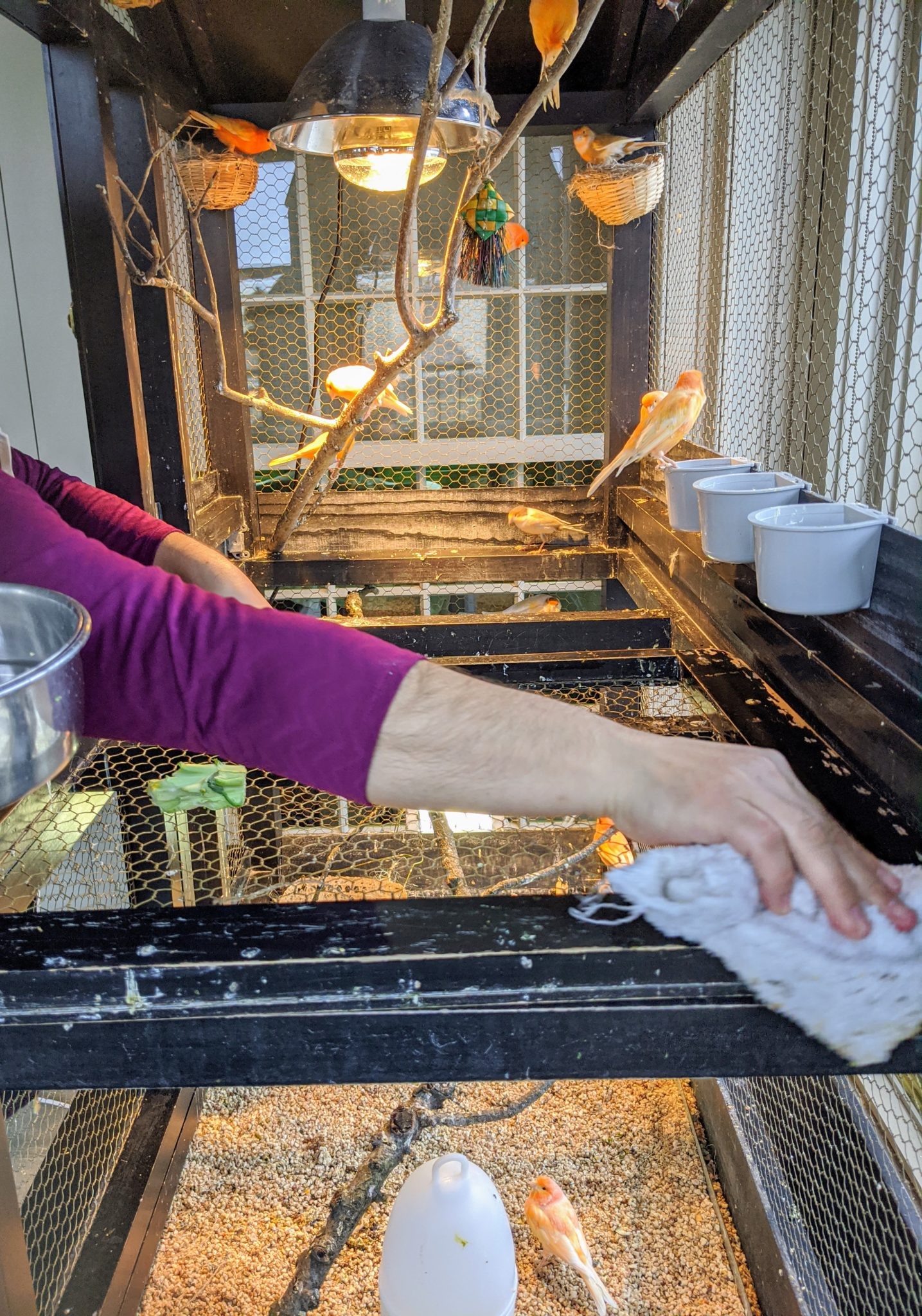 My Growing Flock of Red Factor Canaries - The Martha Stewart Blog