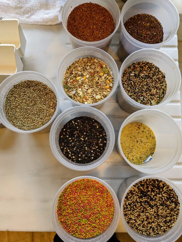 My Growing Flock of Red Factor Canaries - The Martha Stewart Blog