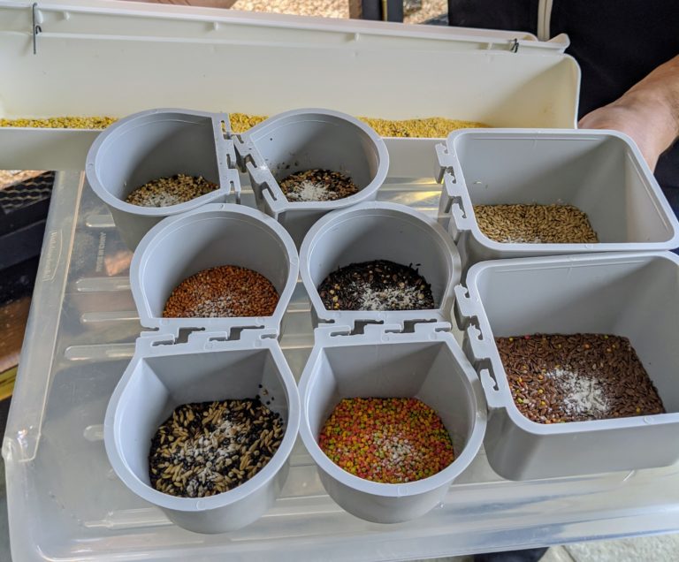 My Growing Flock of Red Factor Canaries - The Martha Stewart Blog