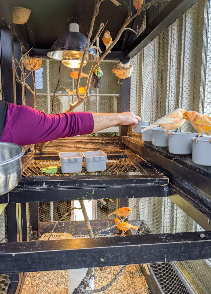 My Growing Flock of Red Factor Canaries - The Martha Stewart Blog