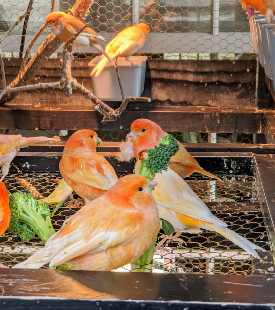 The Martha Stewart Blog : Blog Archive My Growing Flock of Red Factor ...