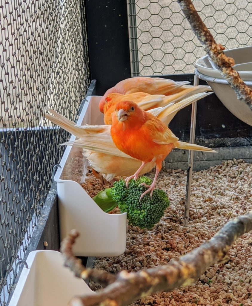 The Martha Stewart Blog : Blog Archive My Growing Flock of Red Factor ...