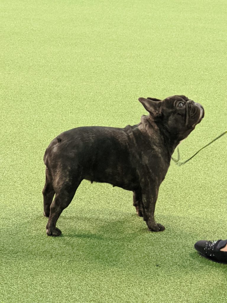 The 144th Westminster Kennel Club Dog Show, Part One - The Martha ...