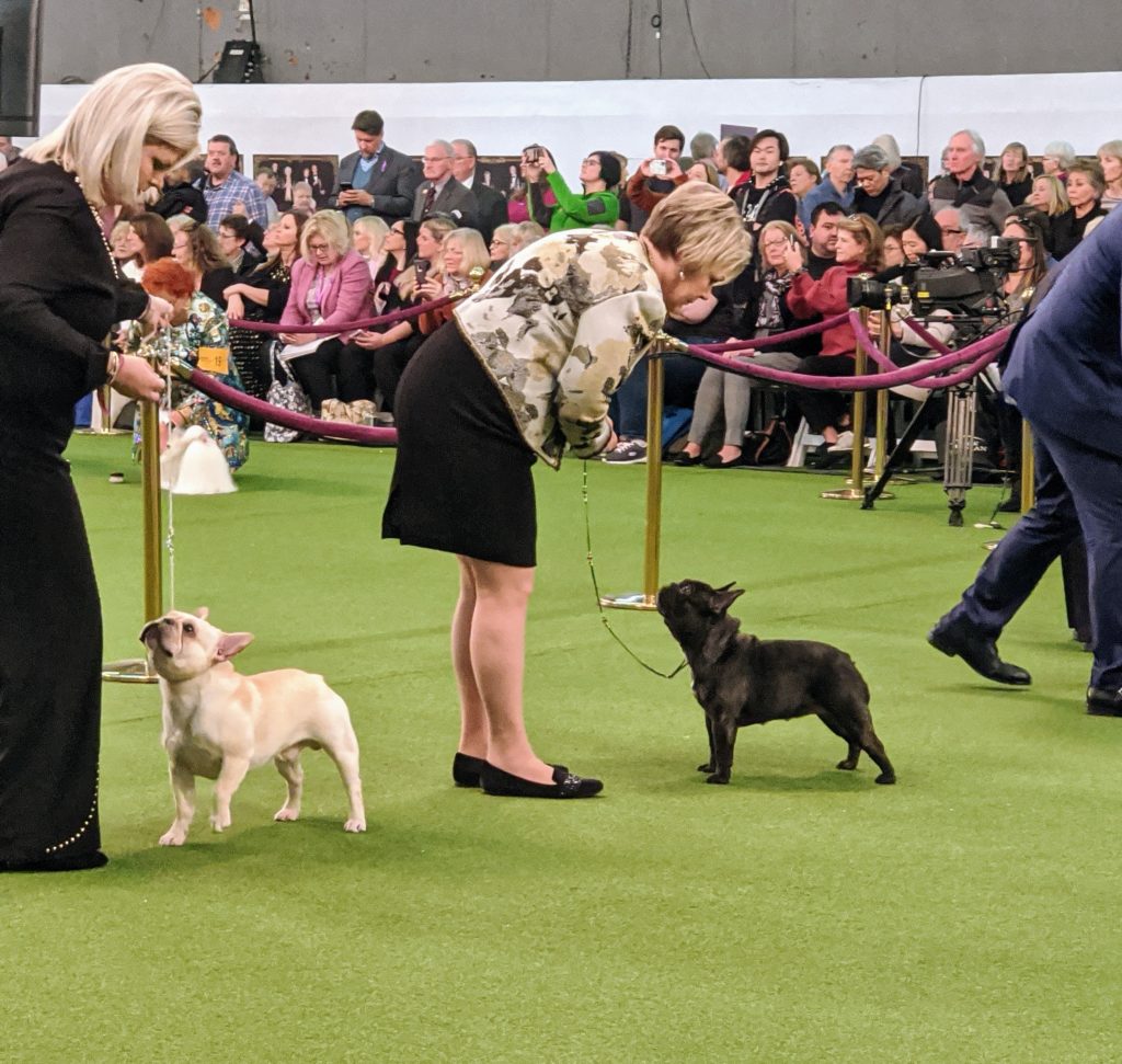 The 144th Westminster Kennel Club Dog Show, Part One - The Martha ...
