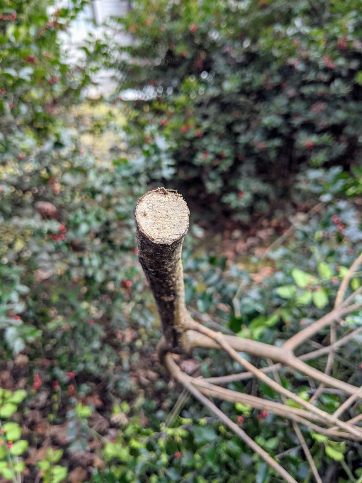 The Martha Stewart Blog : Blog Archive Pruning the Holly - The Martha ...