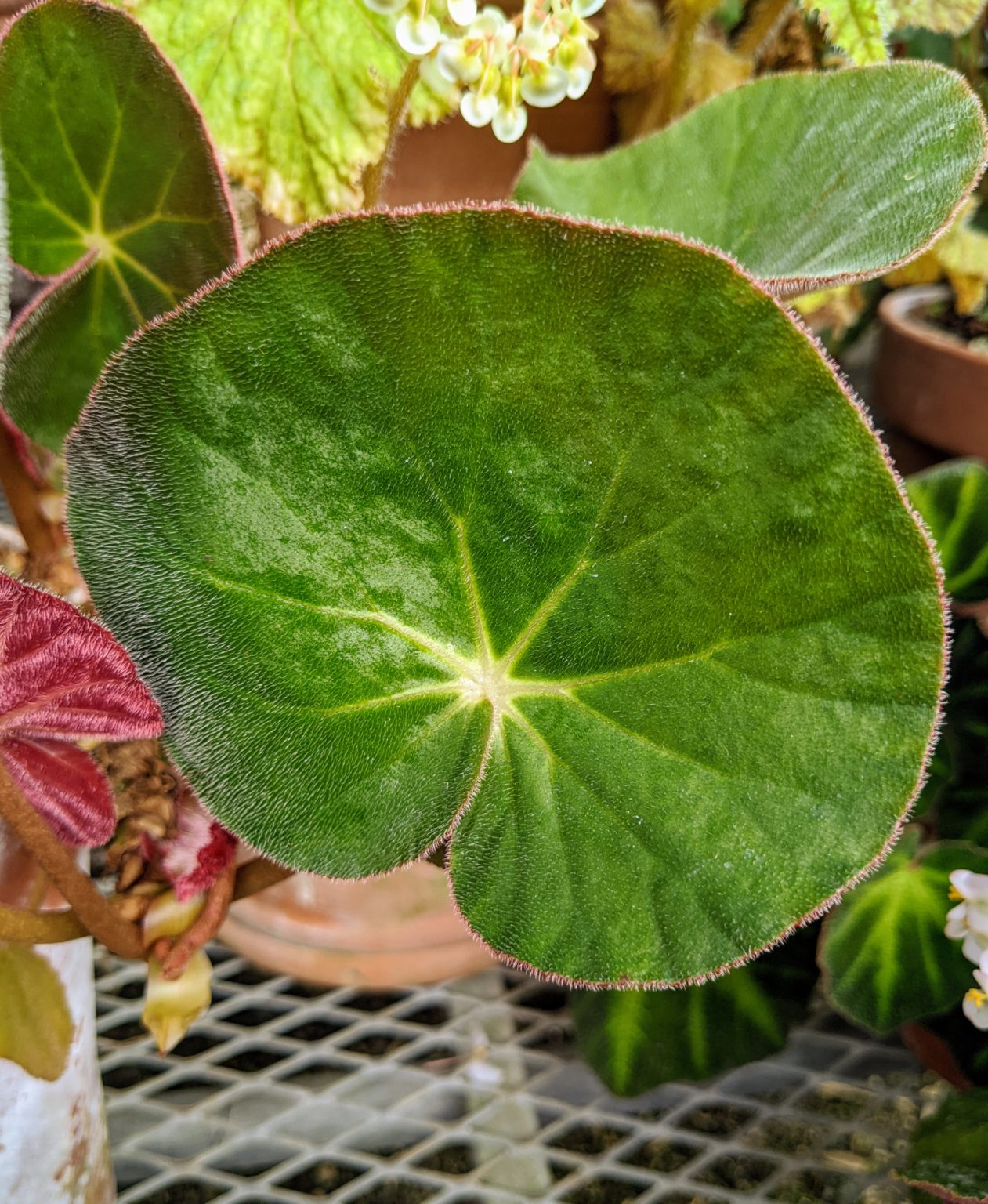 The Martha Stewart Blog : Blog Archive The Blooming Begonias in My ...