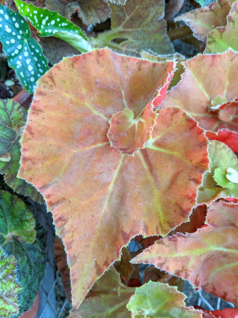 The Blooming Begonias in My Greenhouse - The Martha Stewart Blog