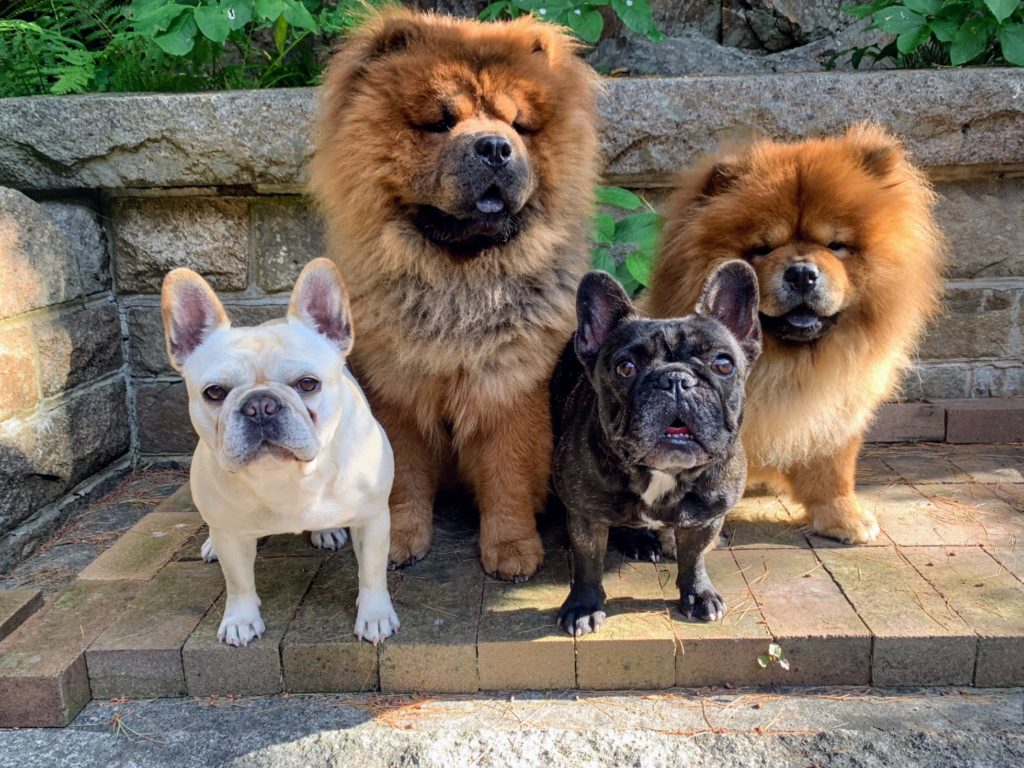 It's Time for the Westminster Kennel Club Dog Show - The Martha Stewart ...