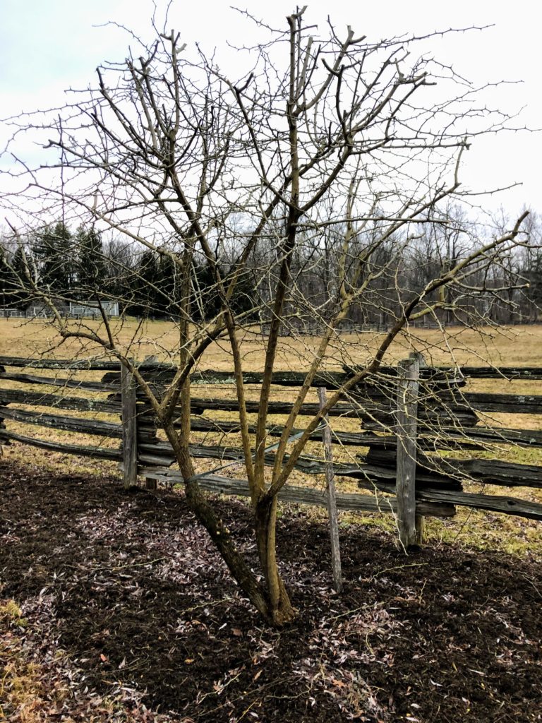 Early Mornings Around My Farm - The Martha Stewart Blog