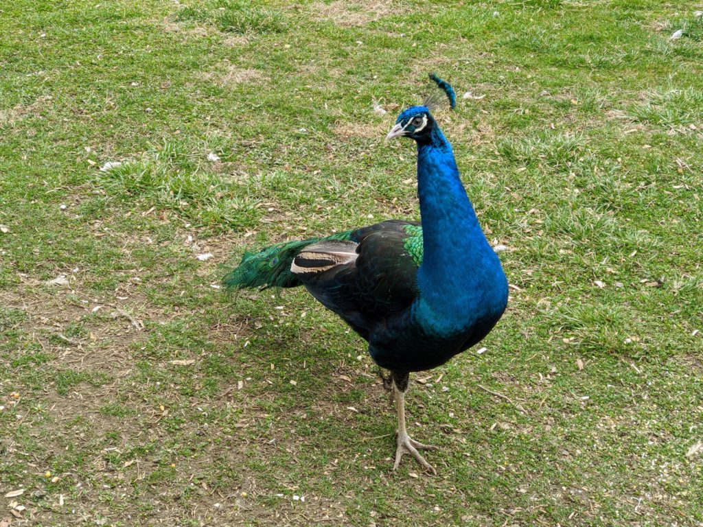 Breeding Season for the Peafowl - The Martha Stewart Blog