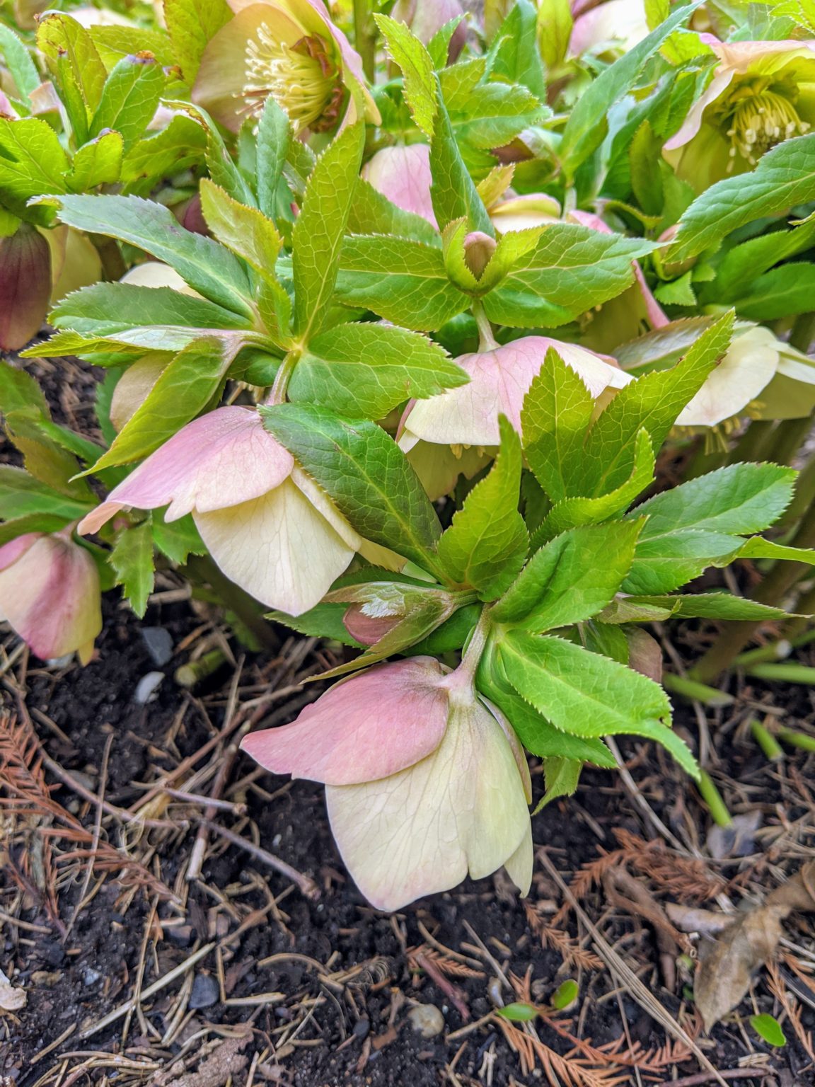 The Hellebores Around My Farm - The Martha Stewart Blog