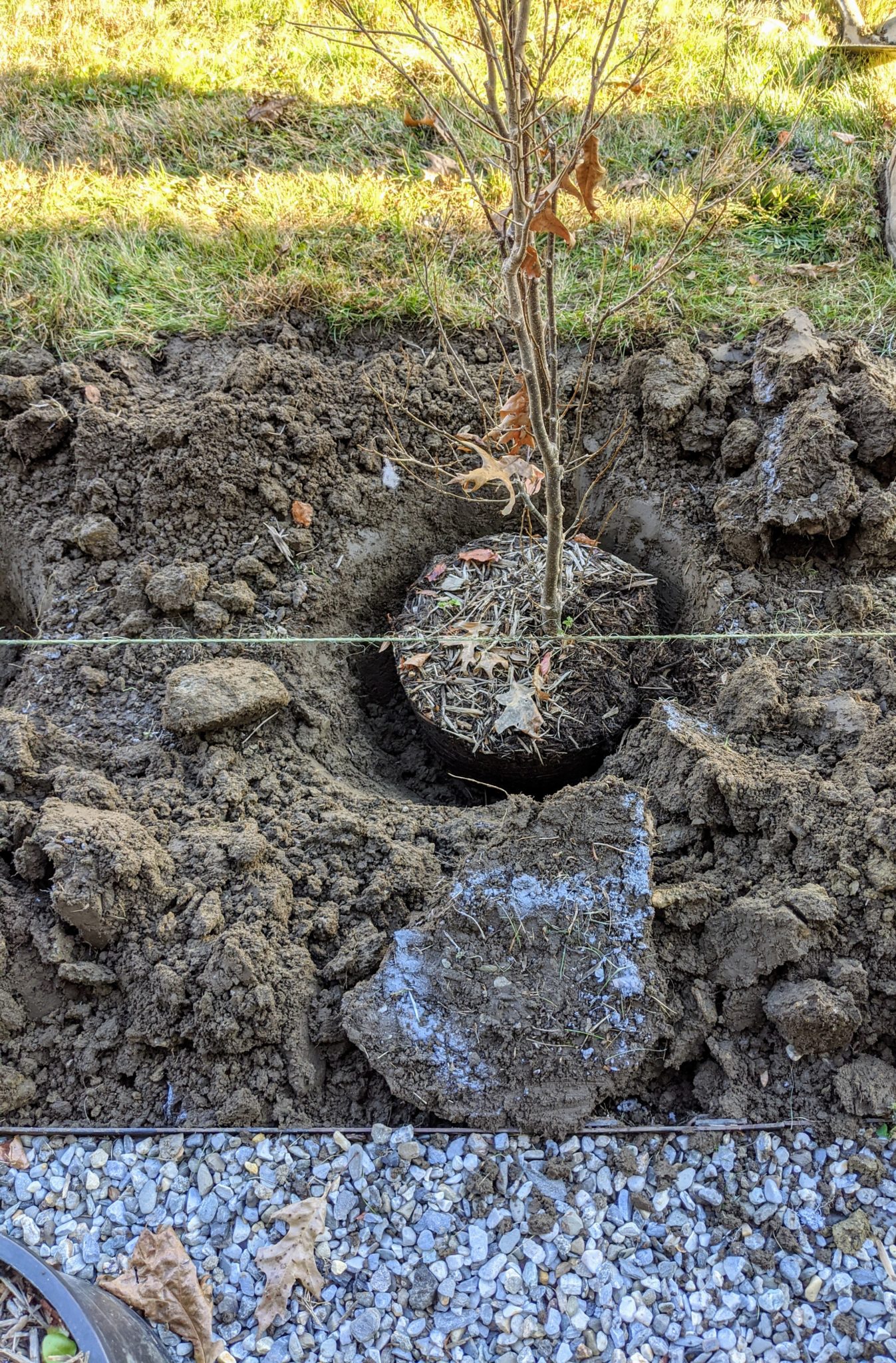Planting Trees Around the Farm - The Martha Stewart Blog