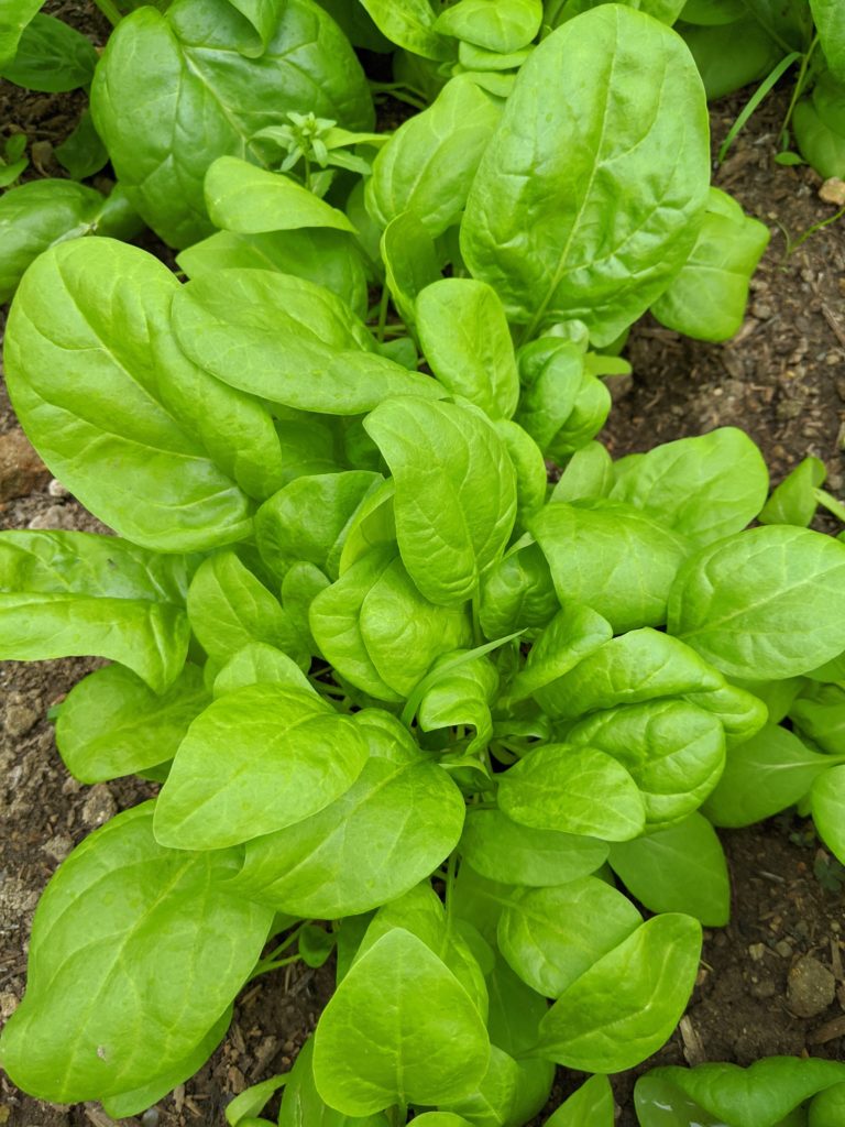 Inside My Vegetable Greenhouse - The Martha Stewart Blog