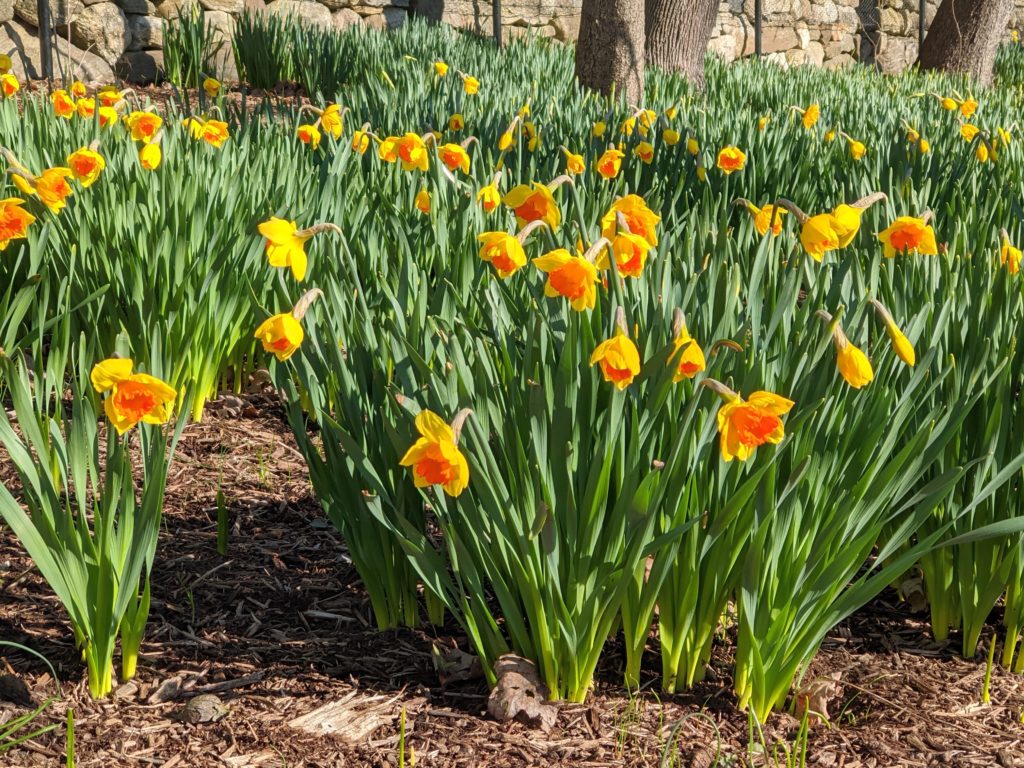 More Spring Emergence Around the Farm - The Martha Stewart Blog