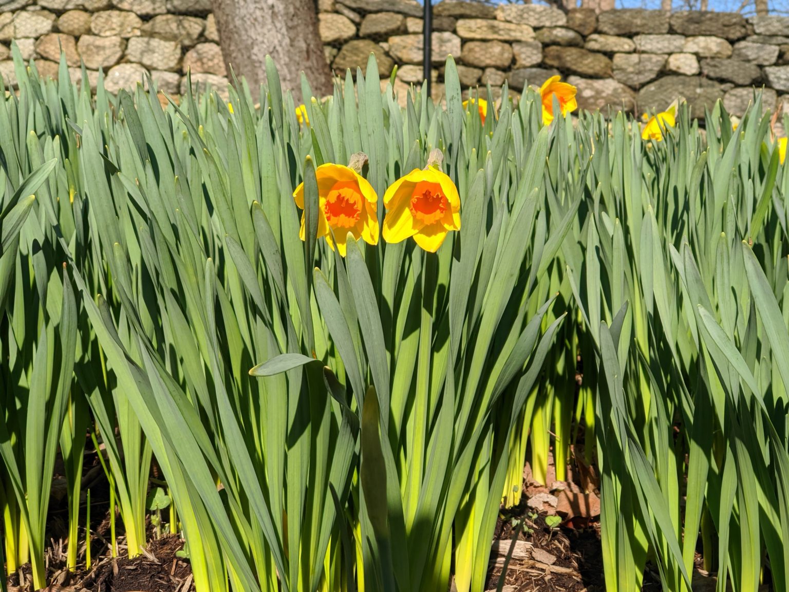 Edging the Daffodil Border - The Martha Stewart Blog