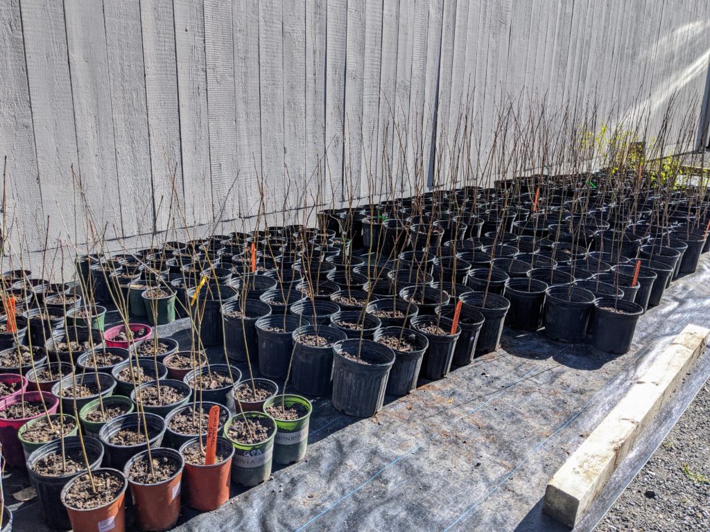 Planting Trees Around the Farm - The Martha Stewart Blog