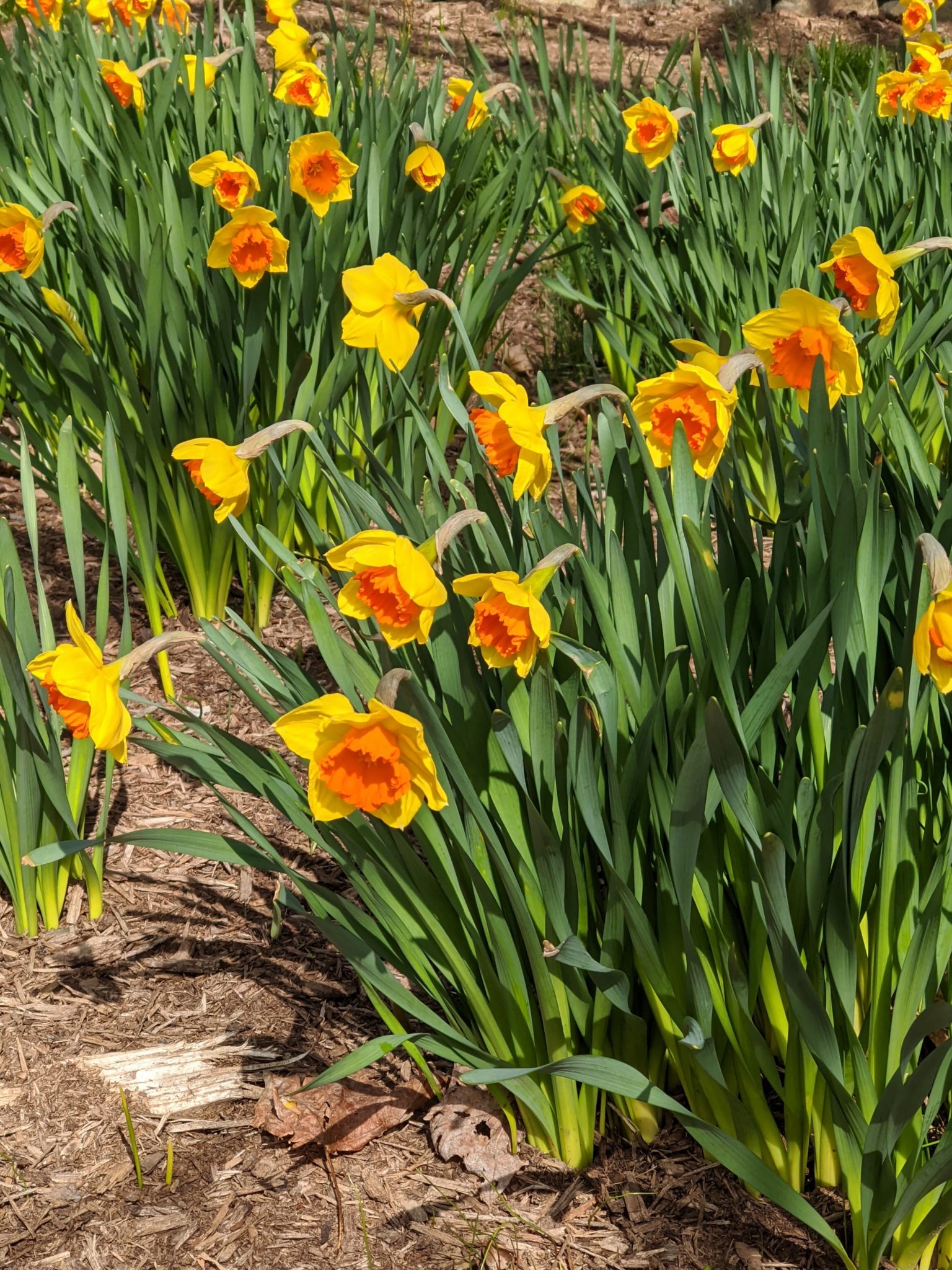 Edging the Daffodil Border - The Martha Stewart Blog
