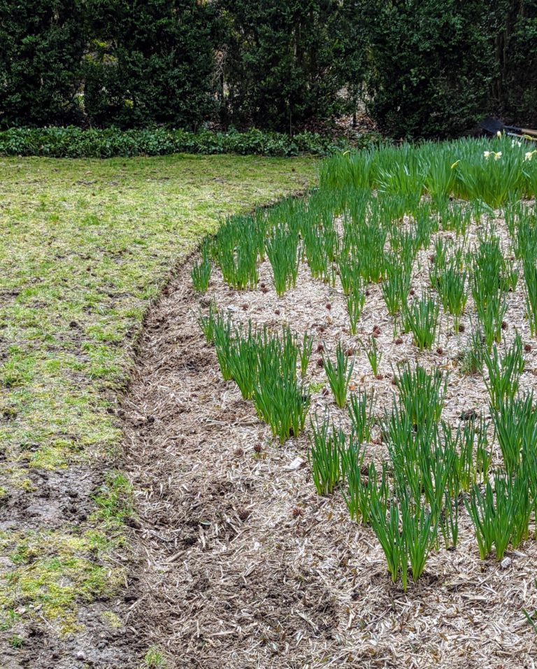 Edging the Daffodil Border - The Martha Stewart Blog