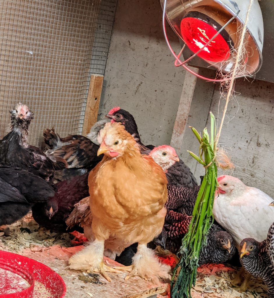 My Growing Chicks - The Martha Stewart Blog