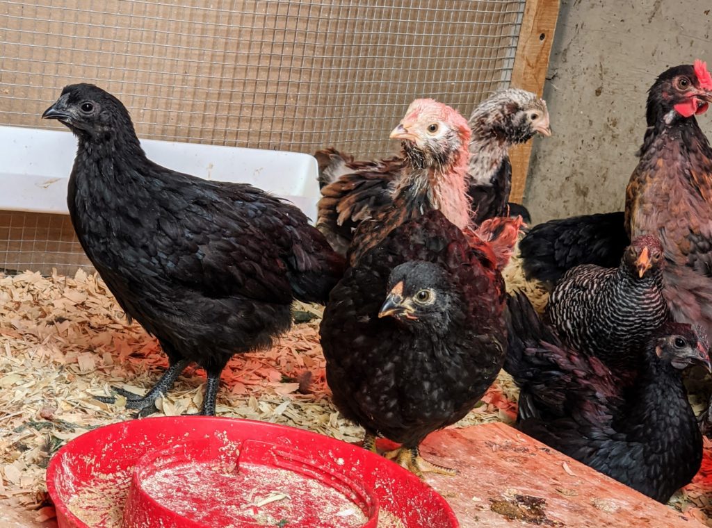 My Growing Chicks - The Martha Stewart Blog