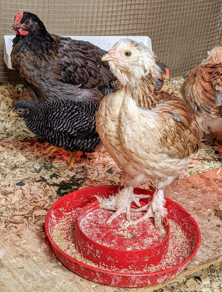My Growing Chicks - The Martha Stewart Blog