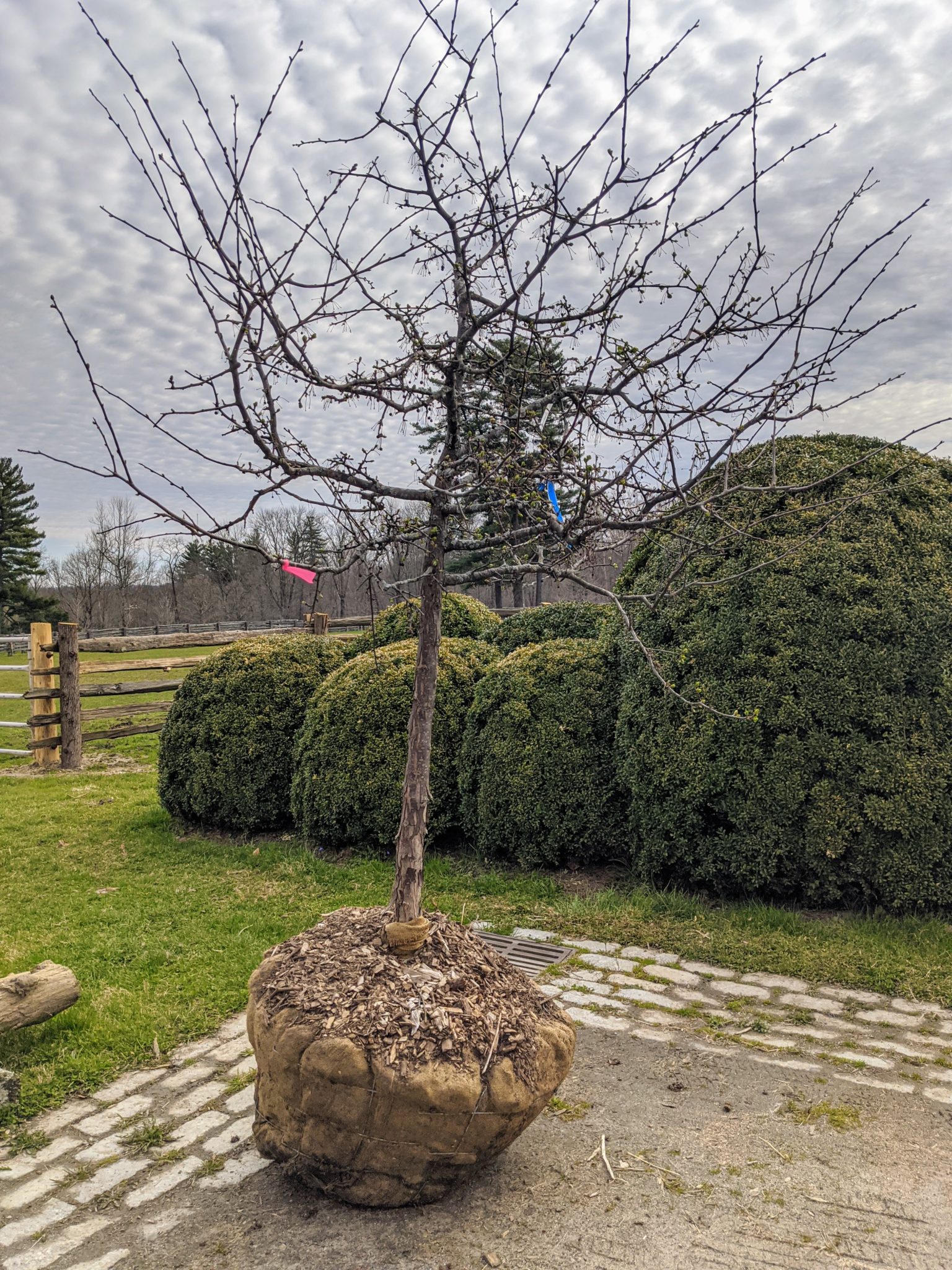 Planting Trees Around the Farm - The Martha Stewart Blog