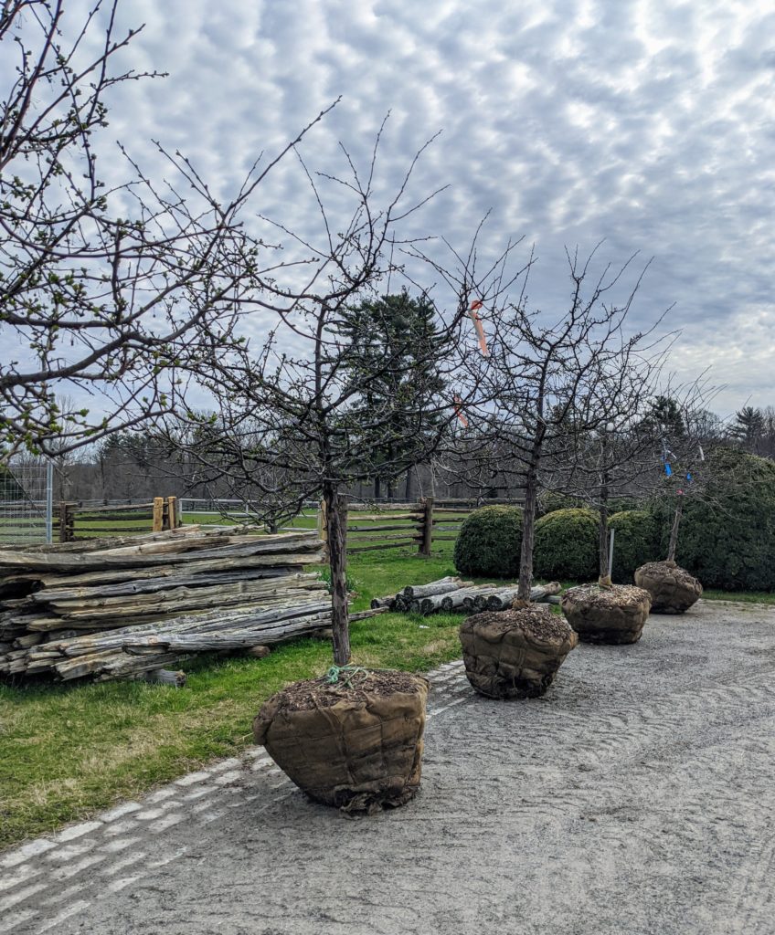 The Martha Stewart Blog : Blog Archive Planting Trees Around the Farm ...