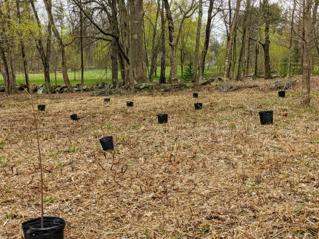 Planting Bald Cypress Trees - The Martha Stewart Blog