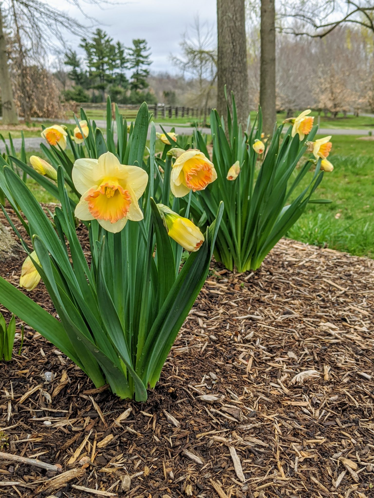 More Spring Emergence Around the Farm - The Martha Stewart Blog