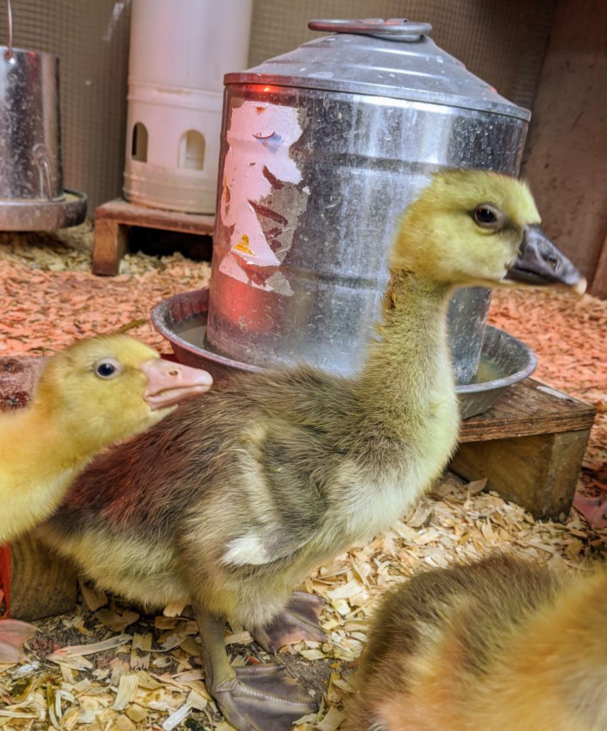 The Martha Stewart Blog : Blog Archive My Gaggle of Goslings - The ...