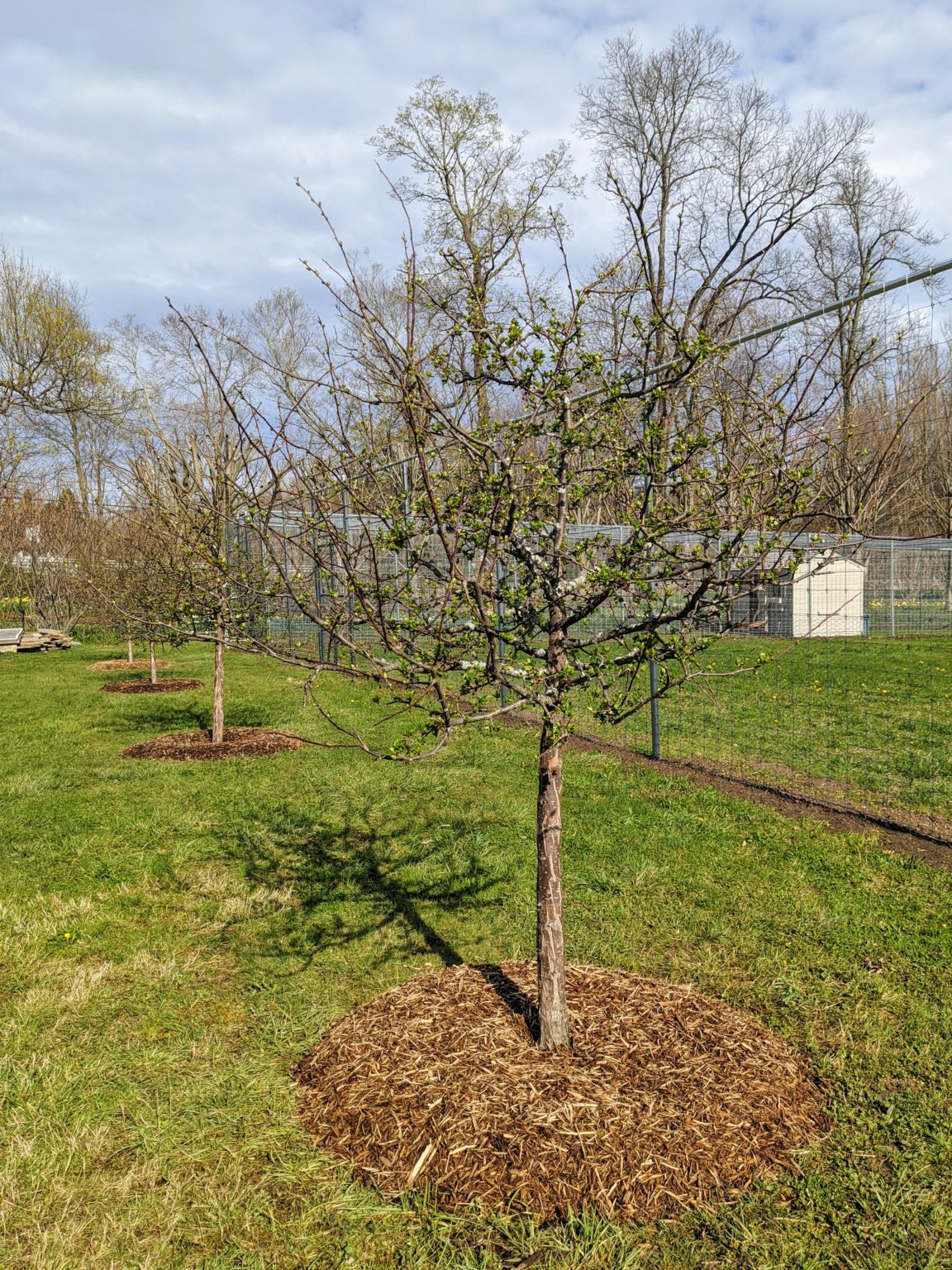Planting Trees Around the Farm - The Martha Stewart Blog