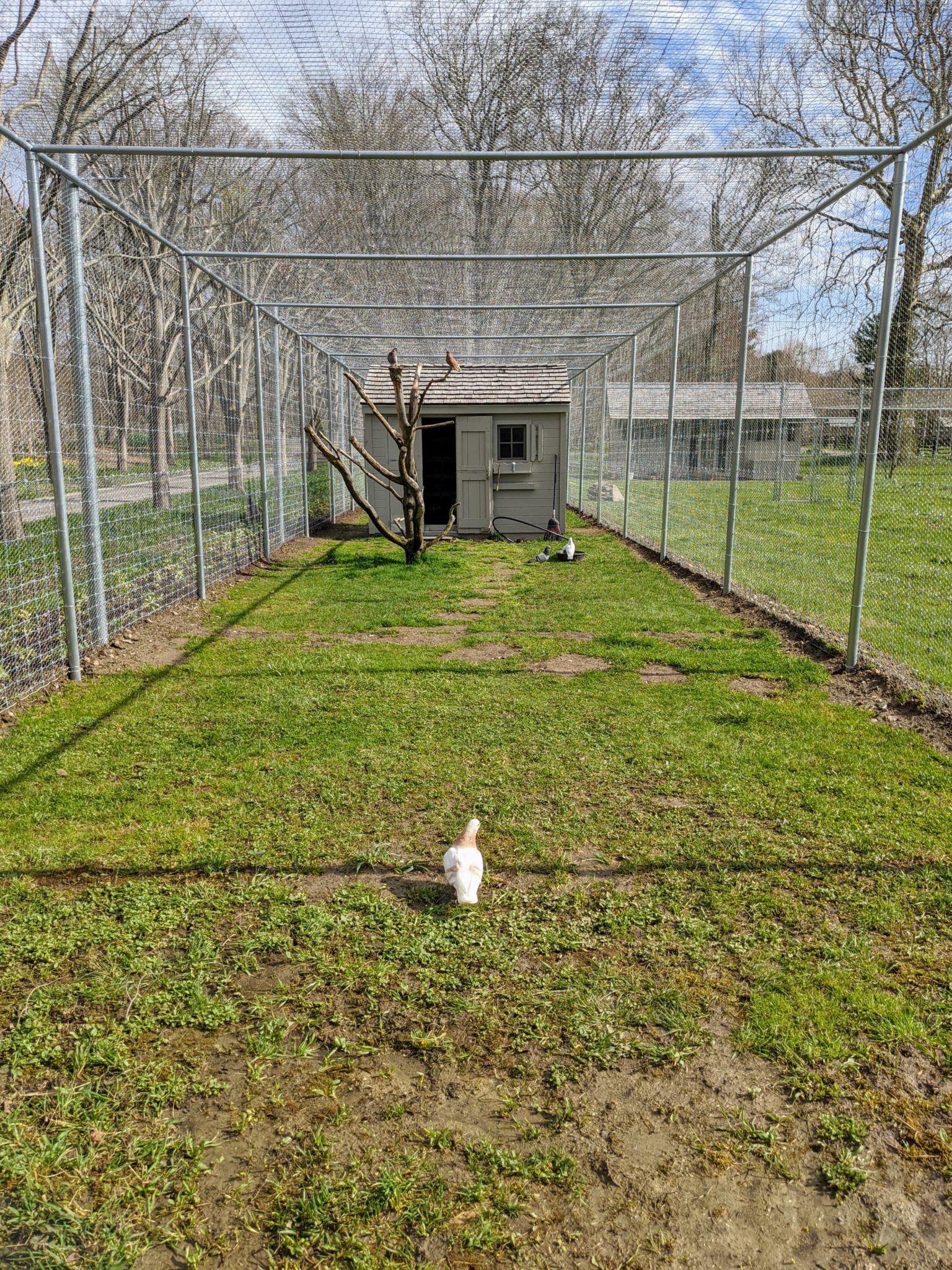 Expanding the Pigeon Enclosure - The Martha Stewart Blog