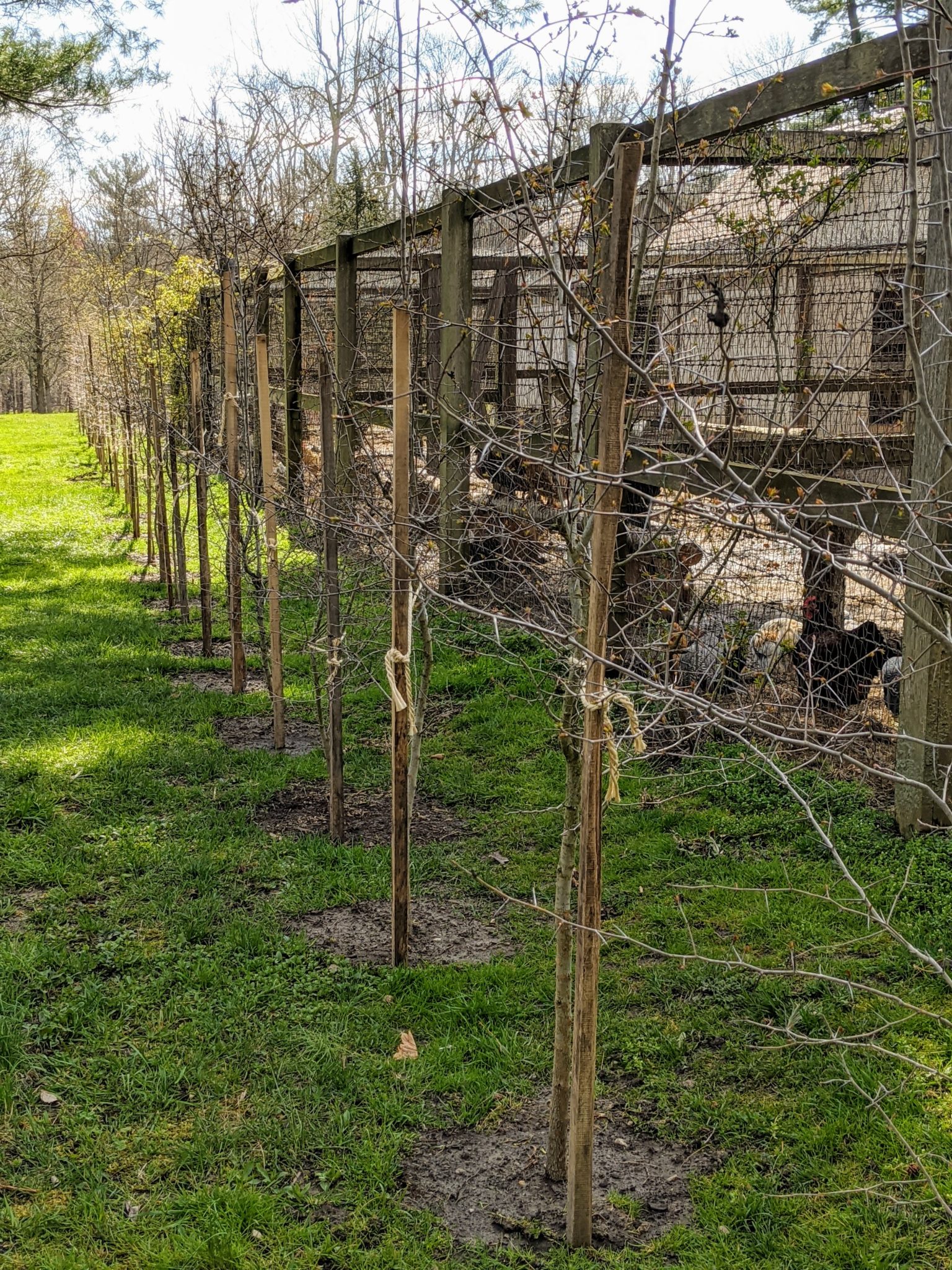 Planting Trees Around the Farm - The Martha Stewart Blog