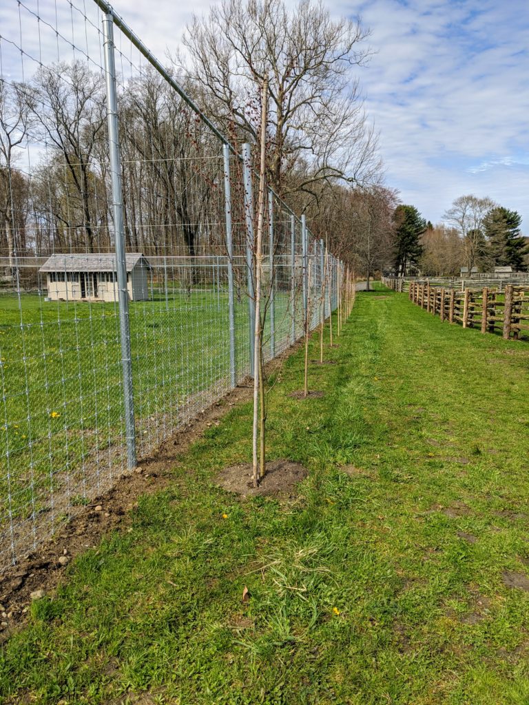 Planting Trees Around the Farm - The Martha Stewart Blog