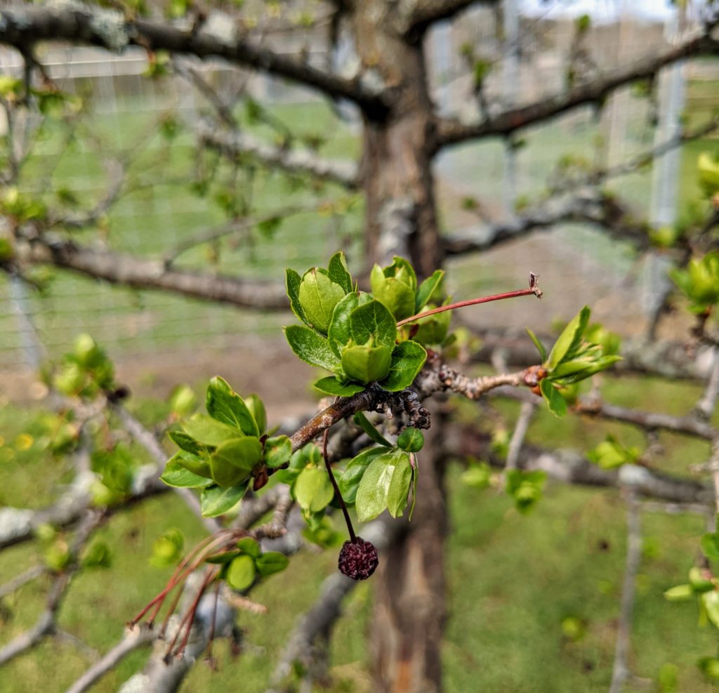 Planting Trees Around the Farm - The Martha Stewart Blog