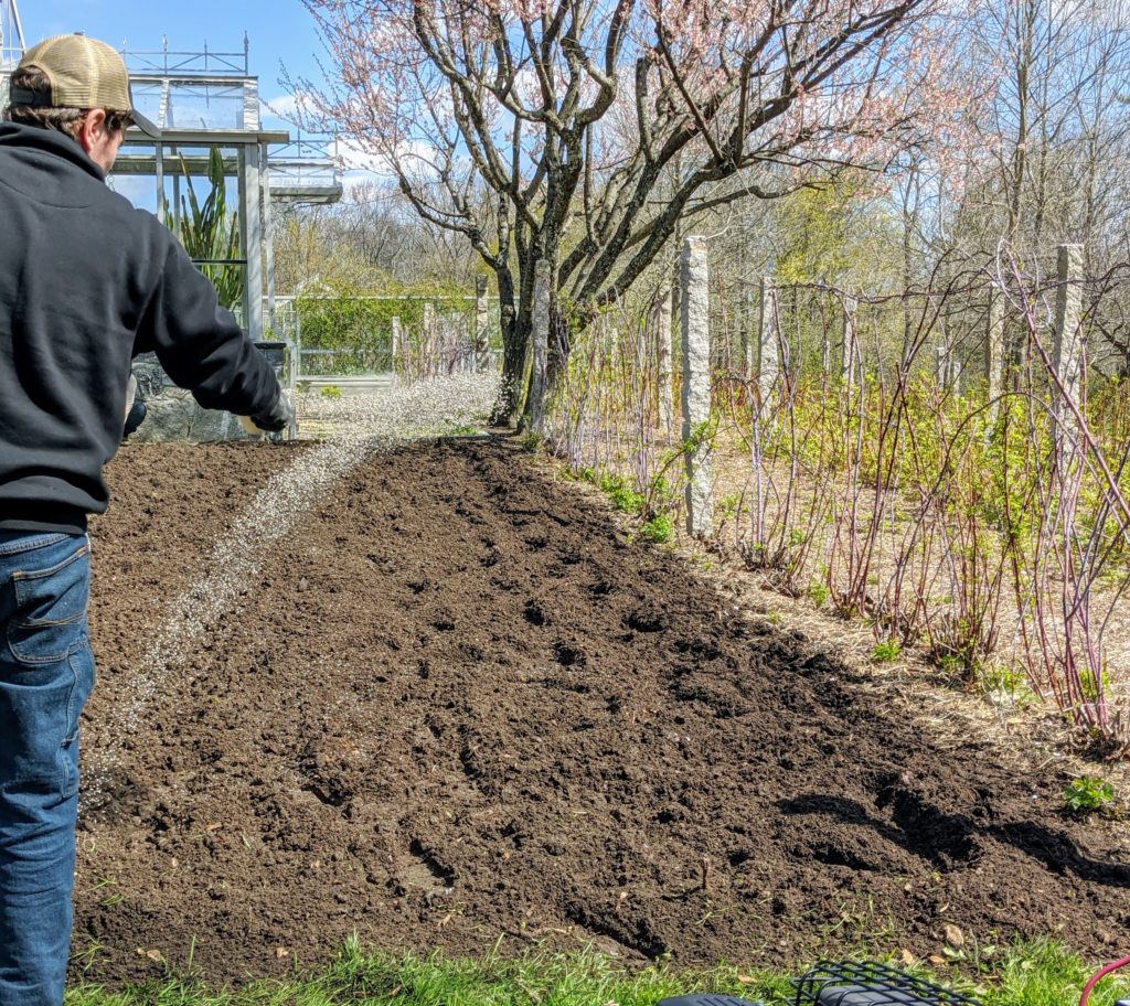 Planting a Strawberry Patch - The Martha Stewart Blog