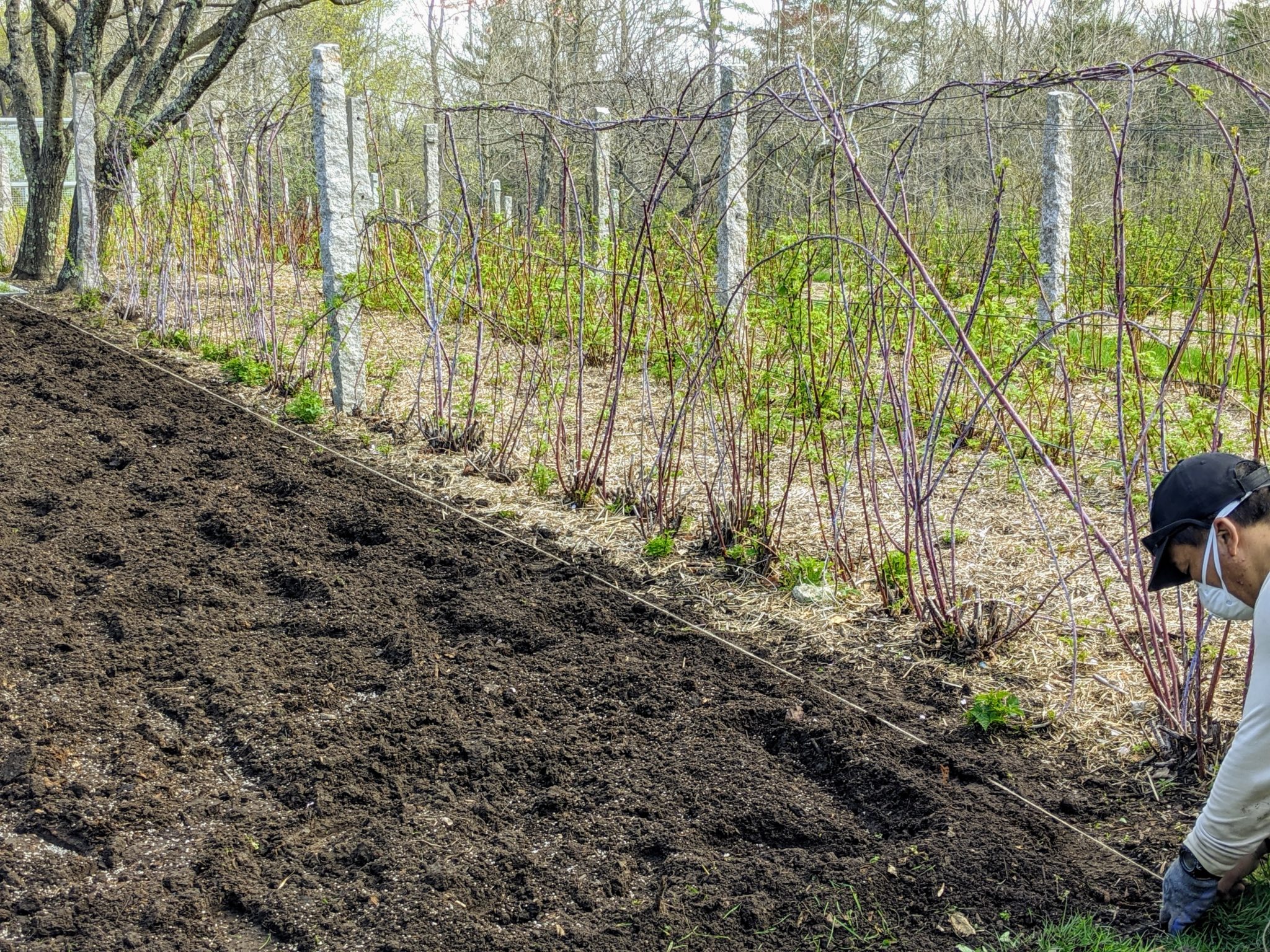 Planting a Strawberry Patch - The Martha Stewart Blog