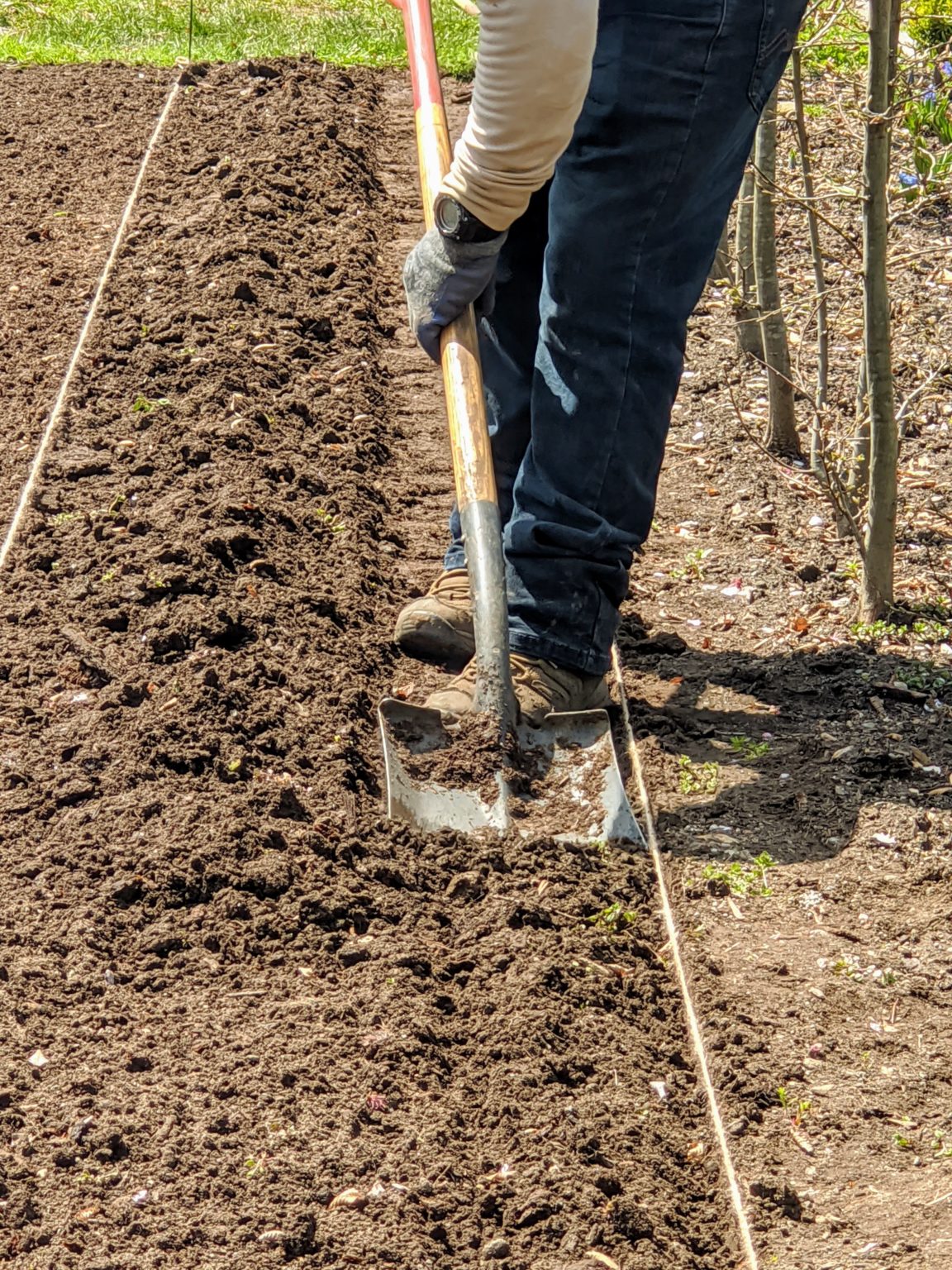 Planting a Strawberry Patch - The Martha Stewart Blog