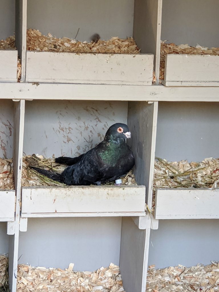 My Pigeons at the Farm - The Martha Stewart Blog