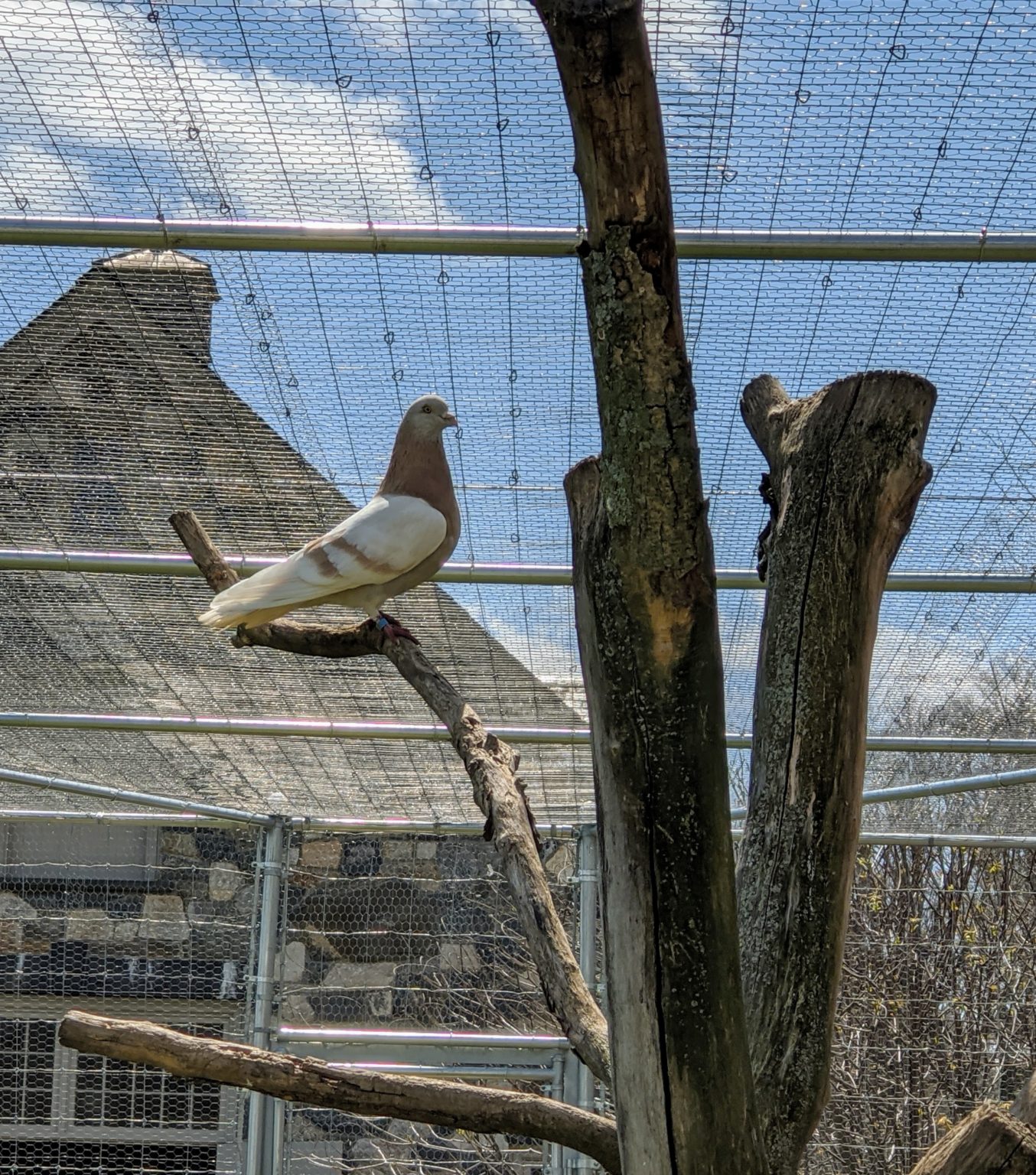 My Pigeons at the Farm - The Martha Stewart Blog